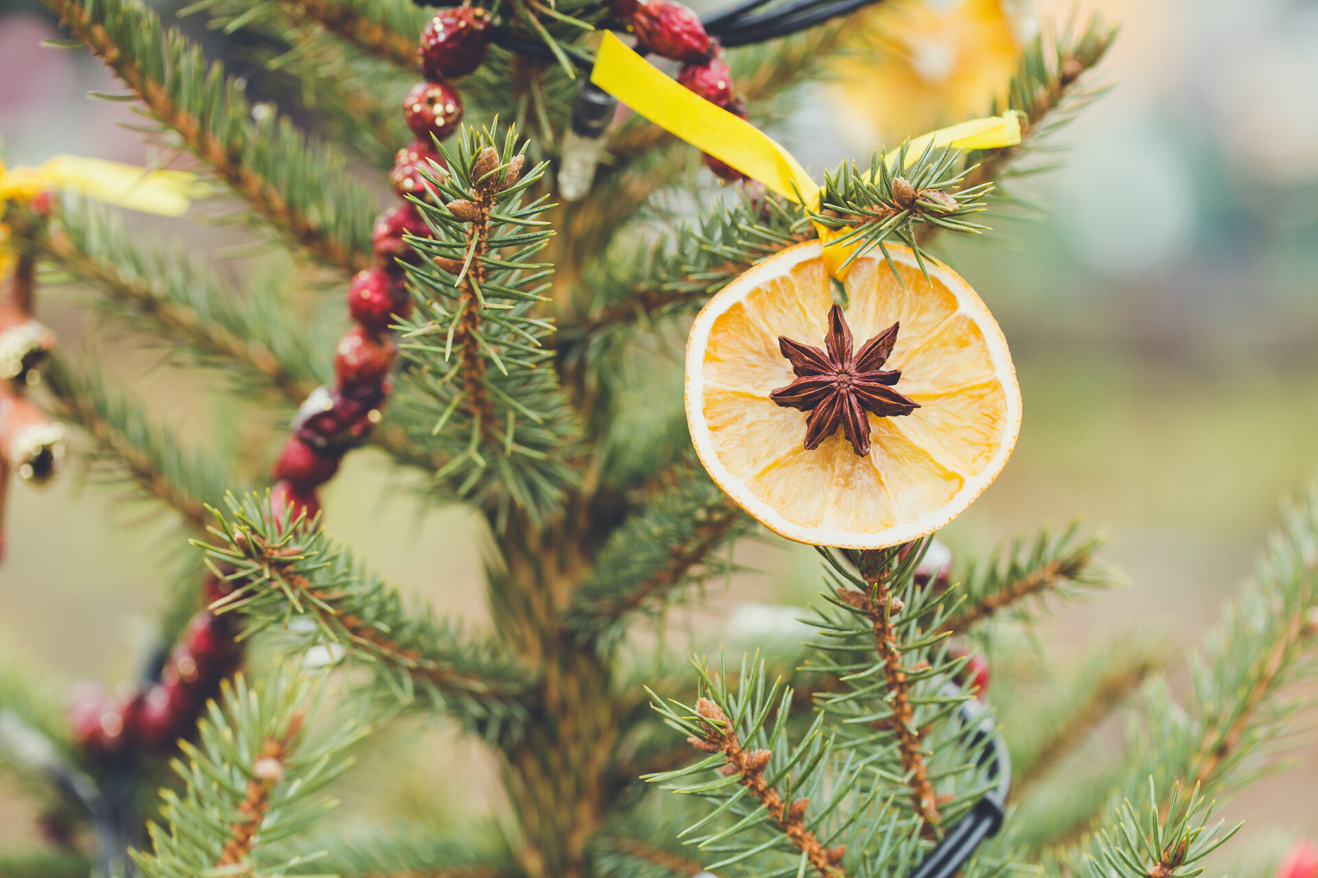 How to make Dried Jaffa Orange decorations | Jaffa Fruit
